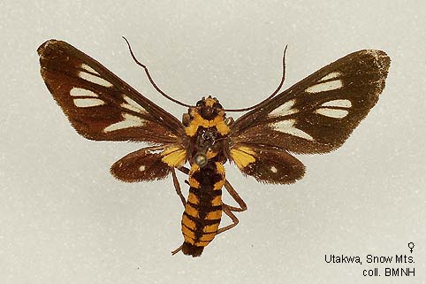 Papua Insects Foundation (Lepidoptera/Erebidae(Arctiinae/Syntomini ...